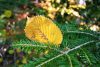 The World Family Tree, our DNA and the Akashic Records | NWE